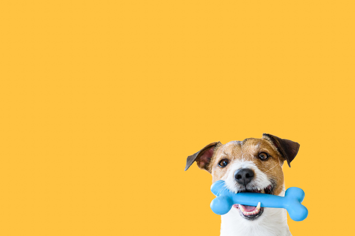 Are Dogs Color Blind? | Lincolnway Veterinary Clinic