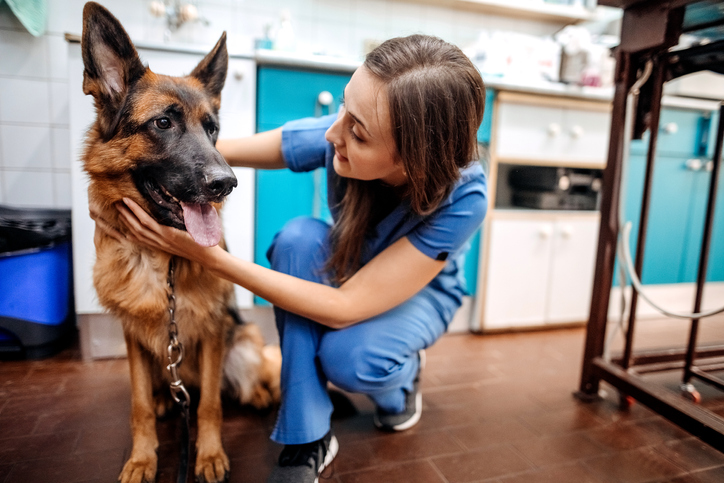 Parvo in Dogs: What it is and How to Treat it | Lincolnway Veterinary ...